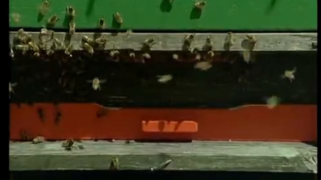 Ротационное разведение пчёл. Германия.