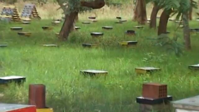 Вывод маток на пром. пасеке Малка Куин. Ролик 1. Язык предп. испанский. Дата начало 21 века)