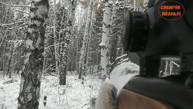 ОХОТА НА СИБИРСКУЮ КОСУЛЮ С ПОДХОДА. ОТКРЫТИЕ СЕЗОНА.