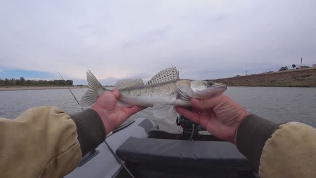 Отводной поводок на рыбалке. Клыкастый взял жадно! На спиннинг осенью 2023.