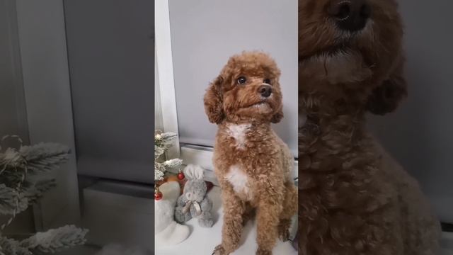 С новым 2025 годом от Вильнюса