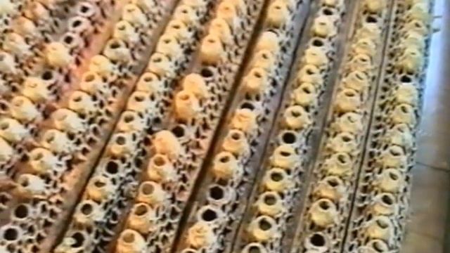 Мёд и медосбор. Откакчка мёд. Сбор пыльцы.