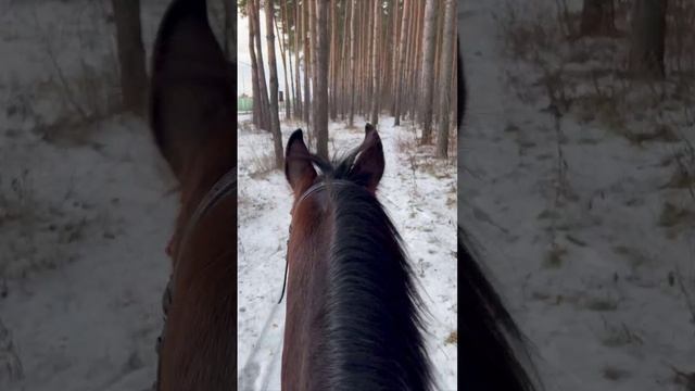 Конный клуб «Малинка»