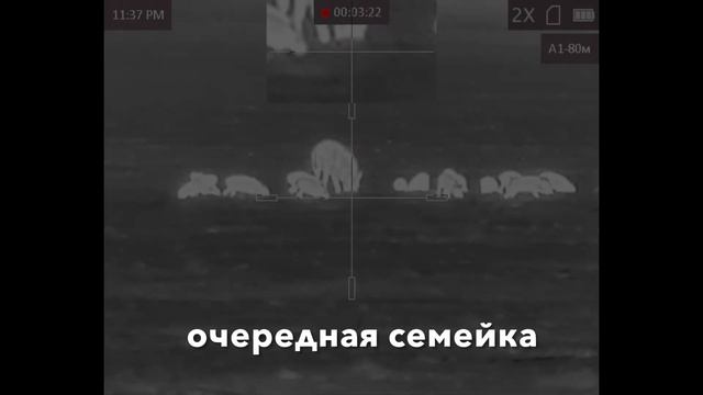 Открытие охоты на кабана 2024