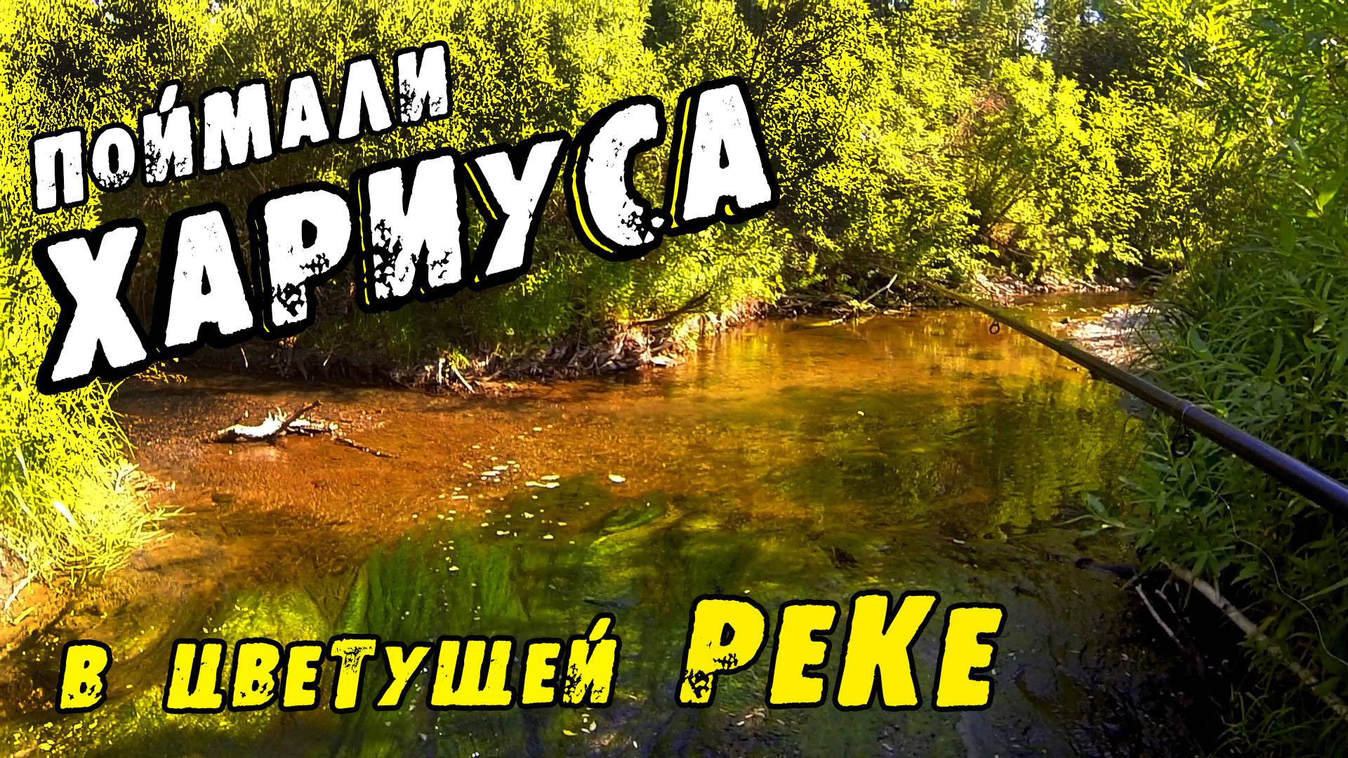 Приехали на реку ловить ХАРИУСА, а она... Зацвела и нет воды! Рыбалка на Хариуса в Цветущей Реке.