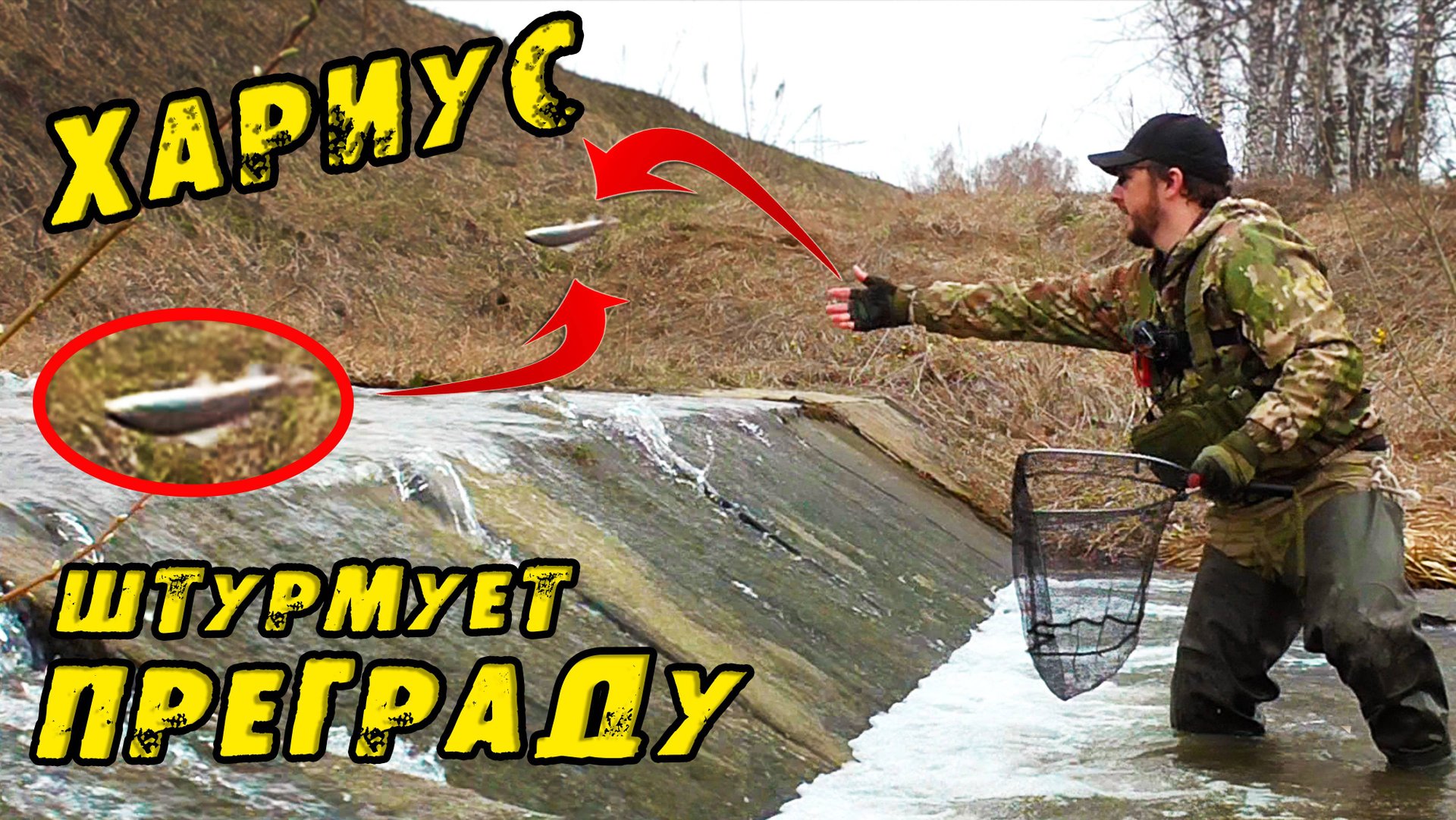 ХАРИУСЫ ИДУТ НА НЕРЕСТ Вижу ТАКОЕ Впервые! Ловлю САЧКОМ рыбу и отпускаю! Рыбалка на Хариуса в Мае!