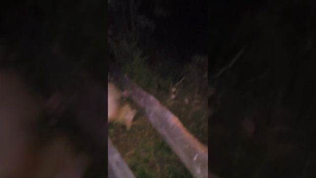 КАБАНЫ ПРИШЛИ