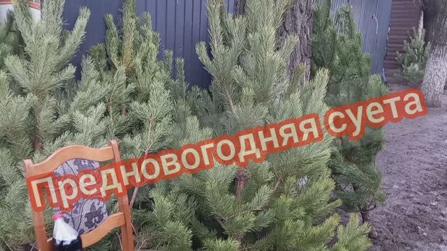 Предновогодняя суета Купить елку, продукты и др.