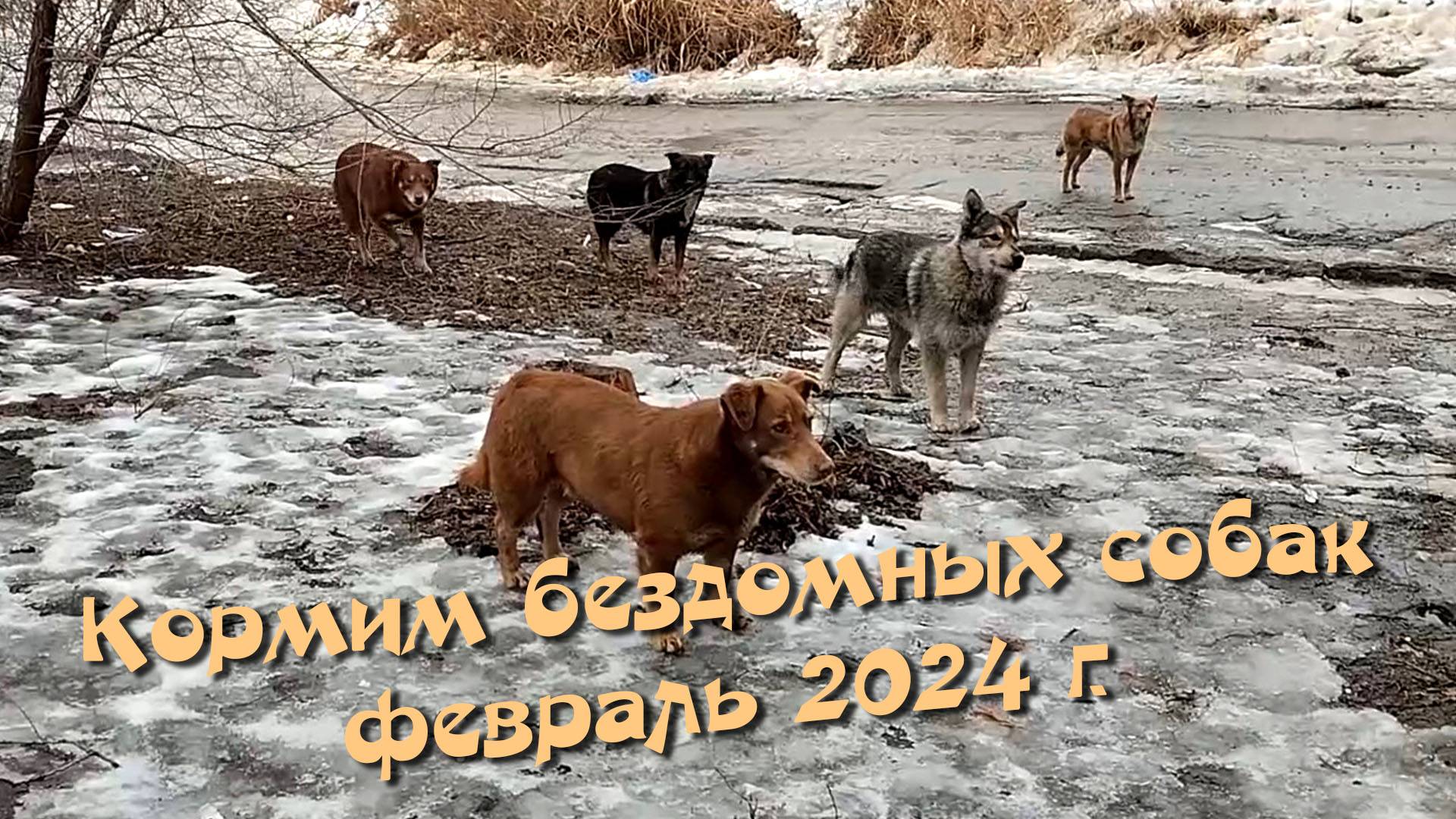 Кормим бездомных собак. февраль 2024 г