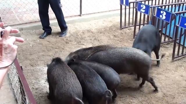 Ставки сделаны Господа! Экскурсия в Нячанге.Вьетнам