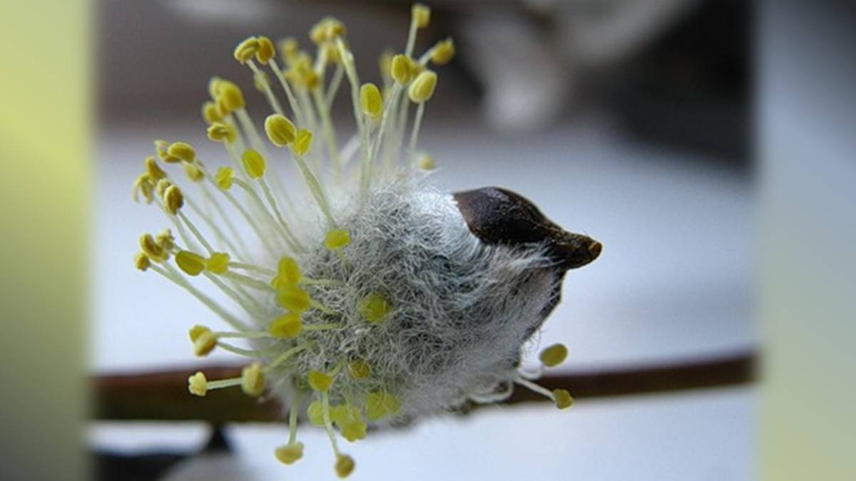 Первые цветы и листья (Гитара Francis Goya, муз. "ღღ Два сердца в унисон")