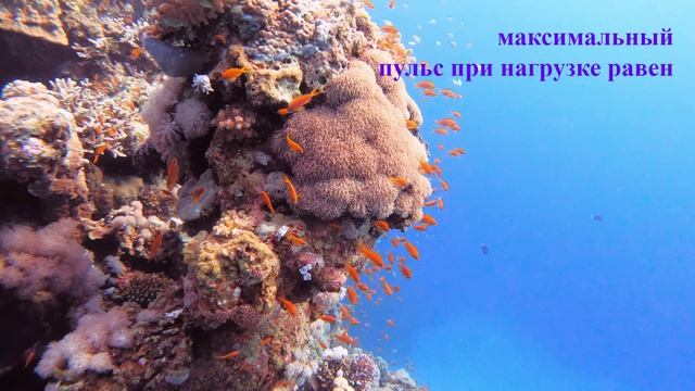 Максимальный пульс при нагрузке для начинающих Maximum heart rate during exercise for beginners