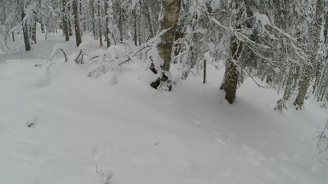 ✅🔥Охота на Лося 2024-2025. Анонс