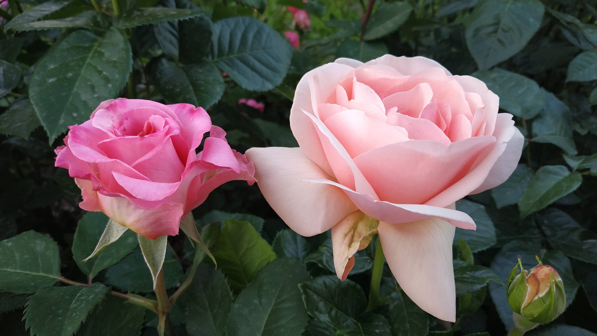 Розы нашего сада, с названиями сортов