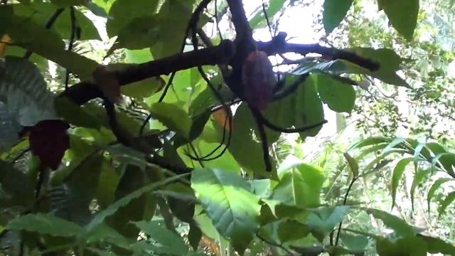 Королевский кокос,специи.Шри-Ланка