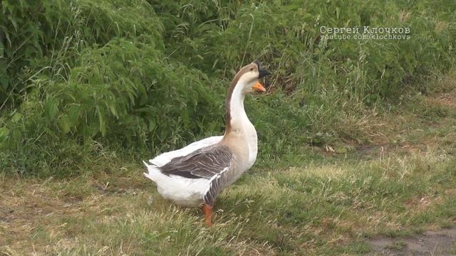 Kraftwerk в деревне cover