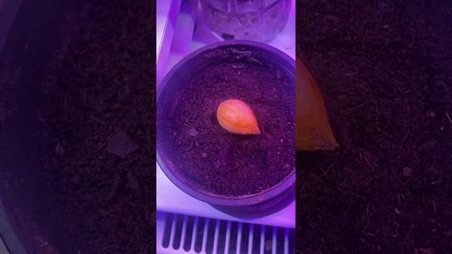 Цикас. Эксперимент