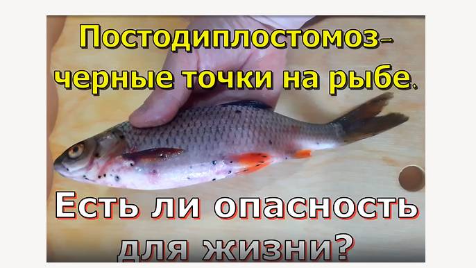 Постодиплостомоз - черные точки на рыбе . Есть ли опасность для жизни _