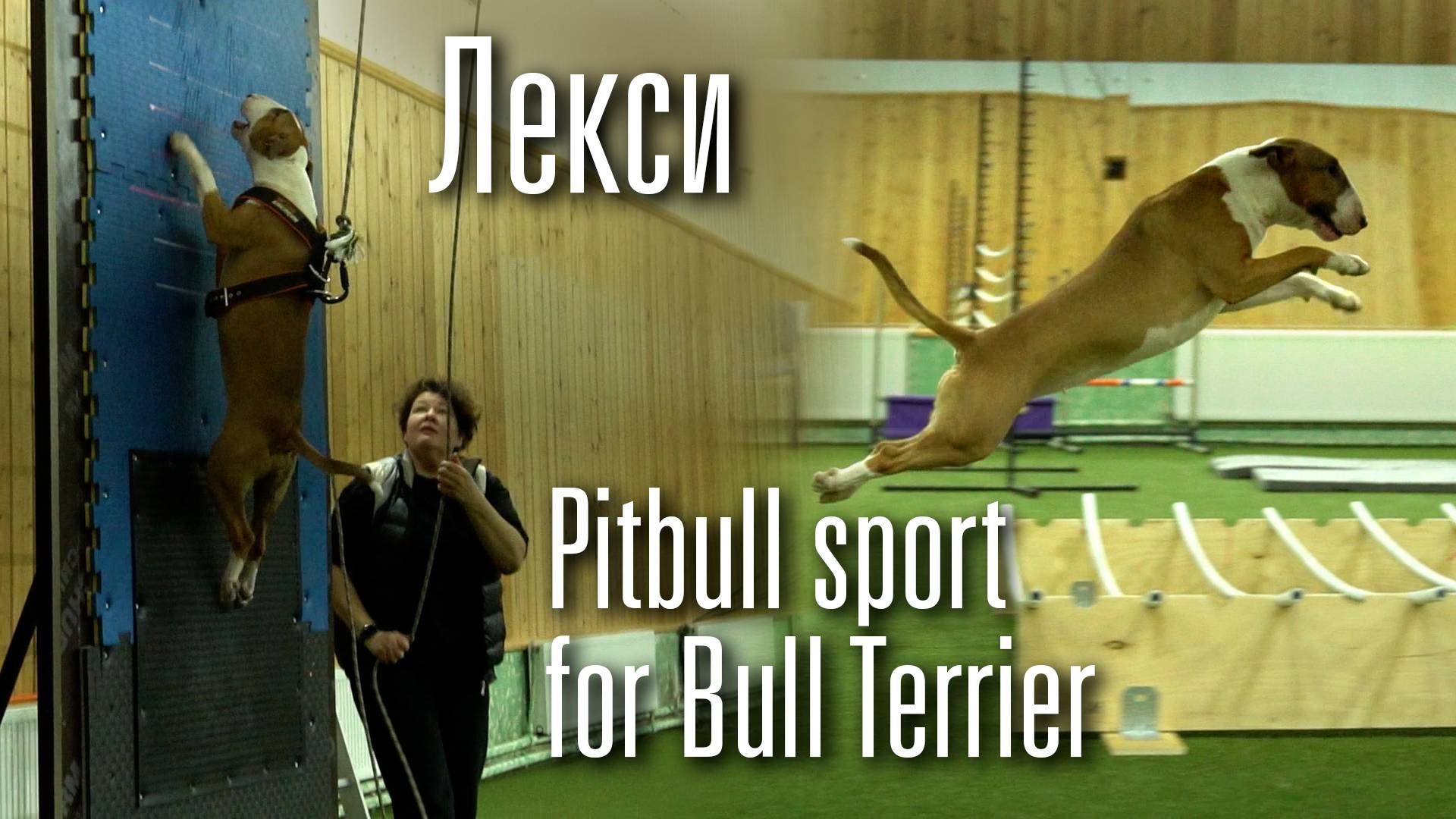 Тренировка бультерьер. Физическая нагрузка для собак