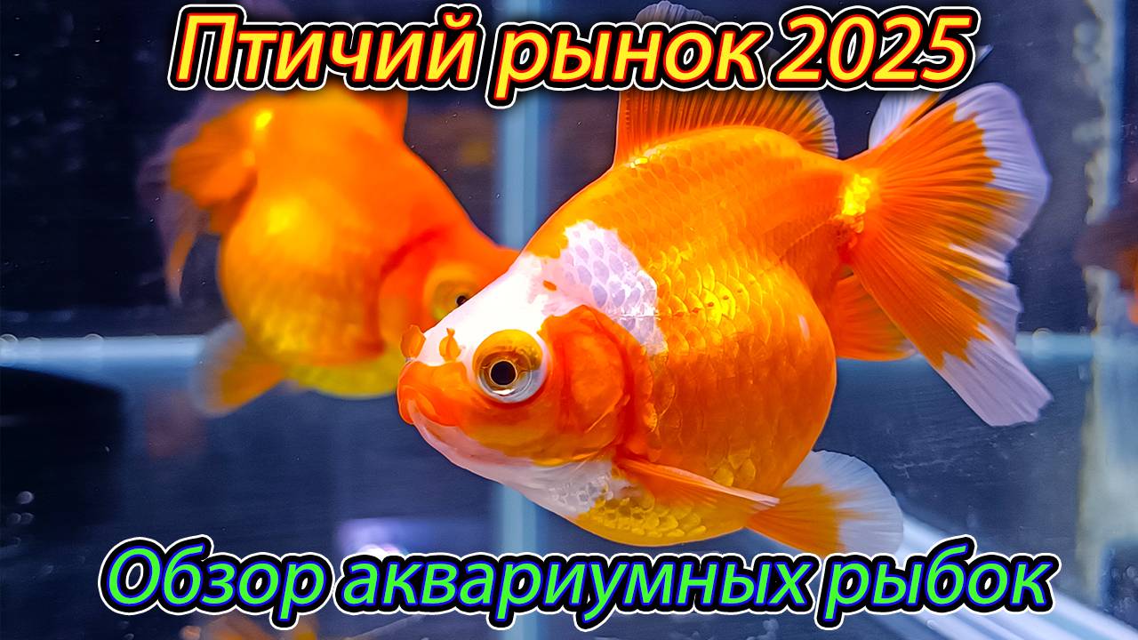 Птичий рынок Садовод 2025 [Обзор аквариумных рыбок]