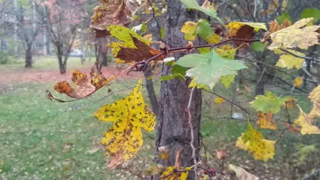 Осень, осень друга встречай