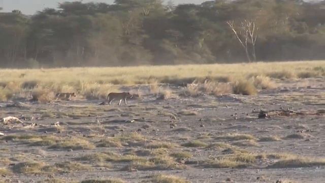 На сафари ! Амбосели. Кения