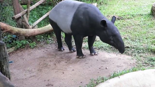 Кхао Кхео- открытый зоопарк.Таиланд