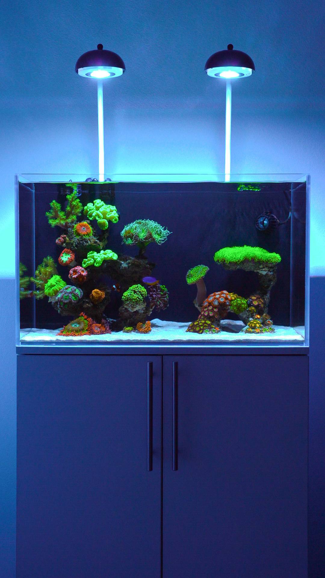 Морской аквариум 60 литров  Reef tank 60l.mp4
