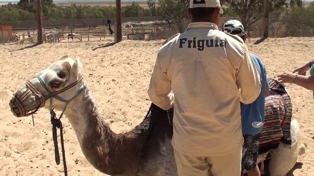 Посадка на верблюда!  Тунис.