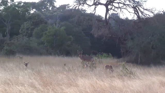 Это сафари!! Кения