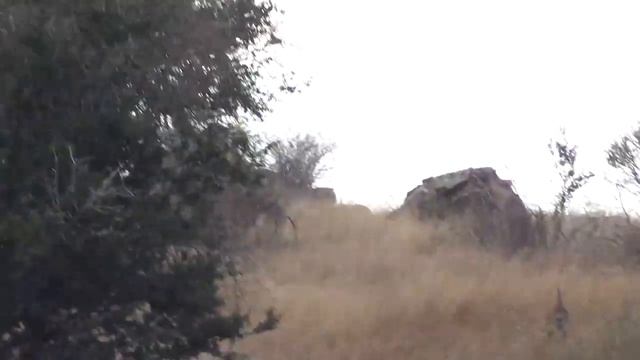 Оазис Mzima Springs.Кения.