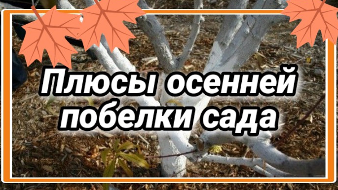 Побелка сада осенью