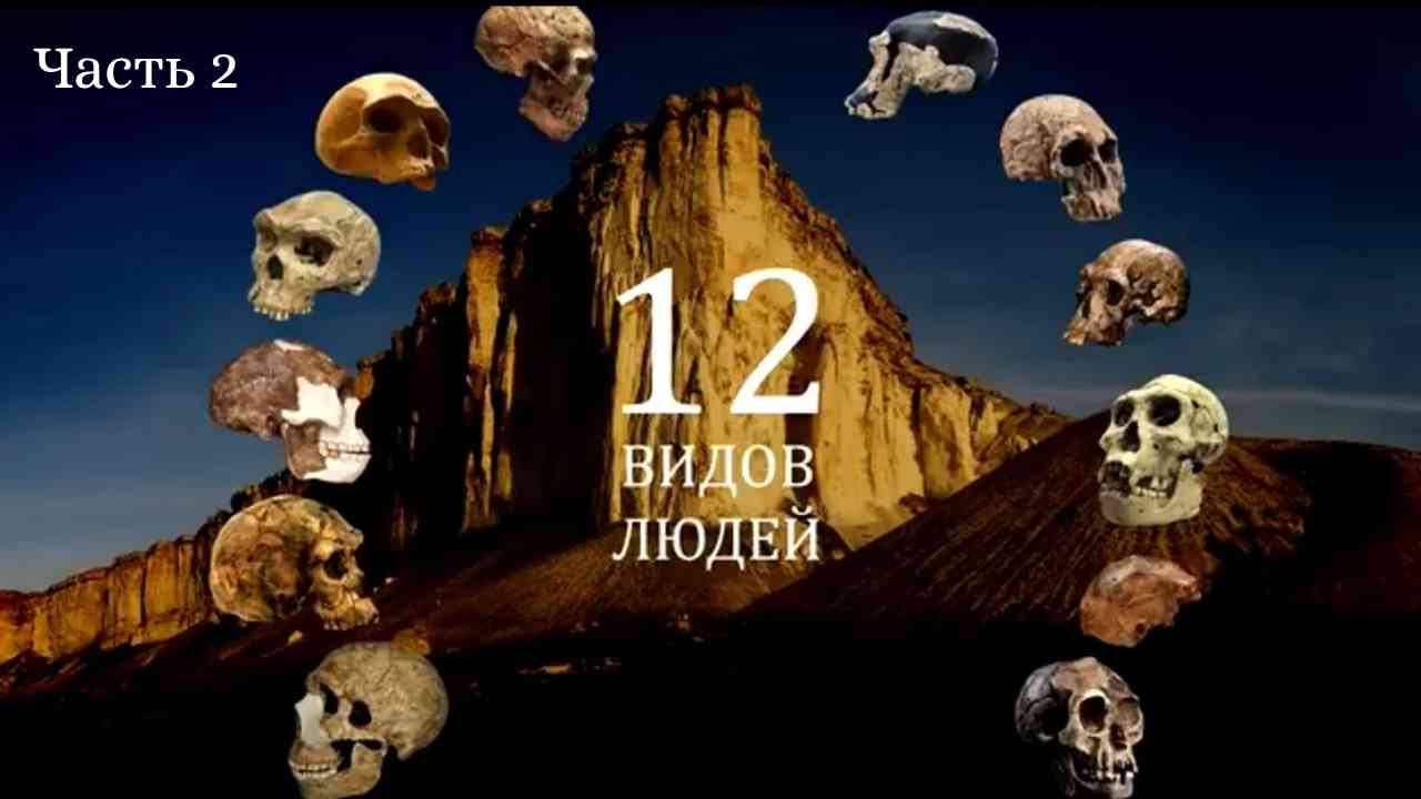 Виды людей. Ч2.  Гейдельбергский человек. Хельмеи. Схулы.