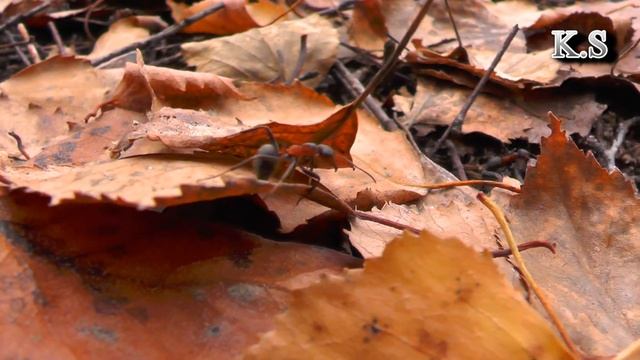 За грибами село Новоямское Мордовия