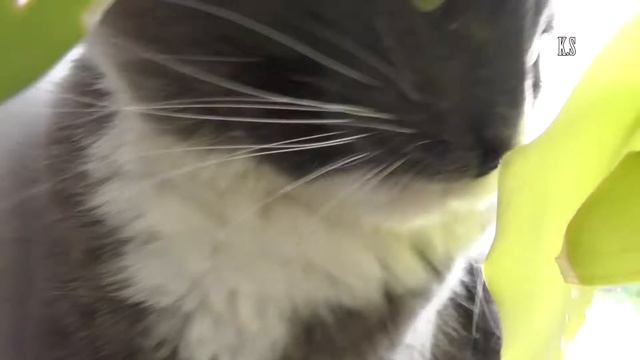 Кот боксёр озвучка