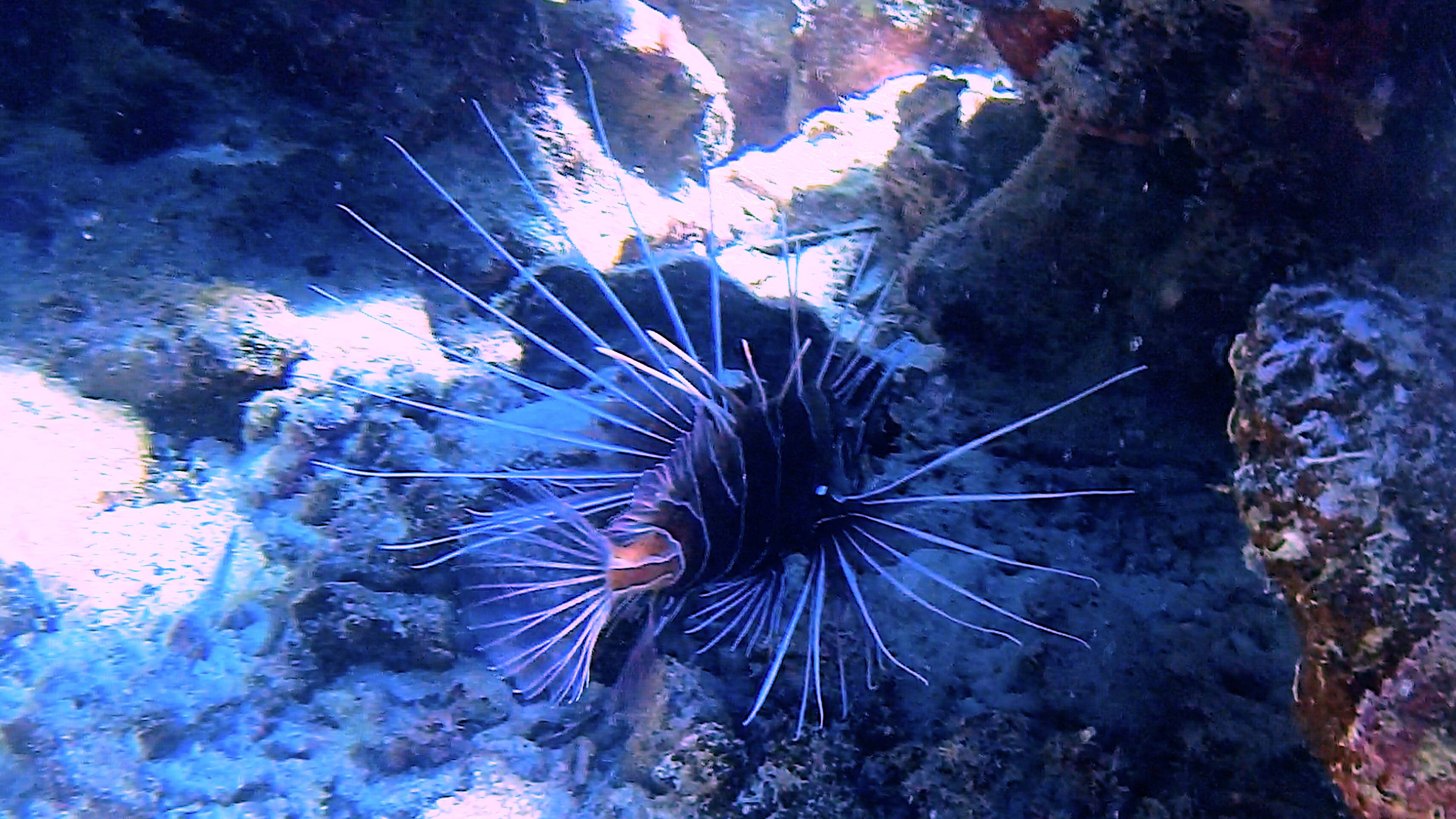 Крылатка 50к-с