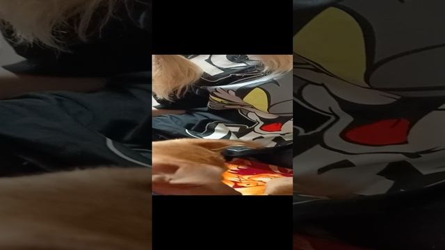 Собака знакомится с новым жителем квартиры