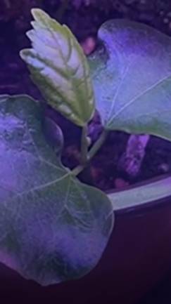 Гибискус сирийский