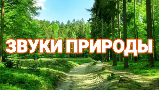 Лечебные звуки леса