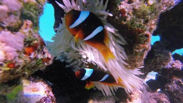 Актиния защитница Немо