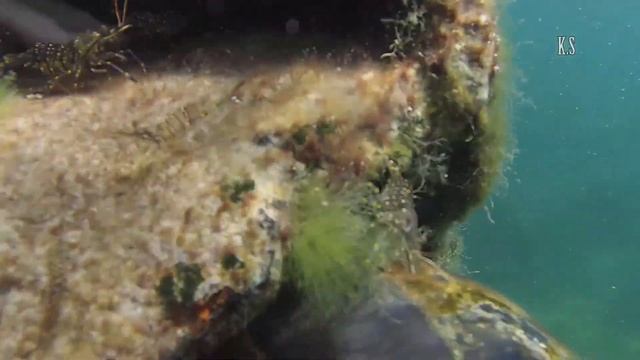 Евпатория подводный мир на пляже