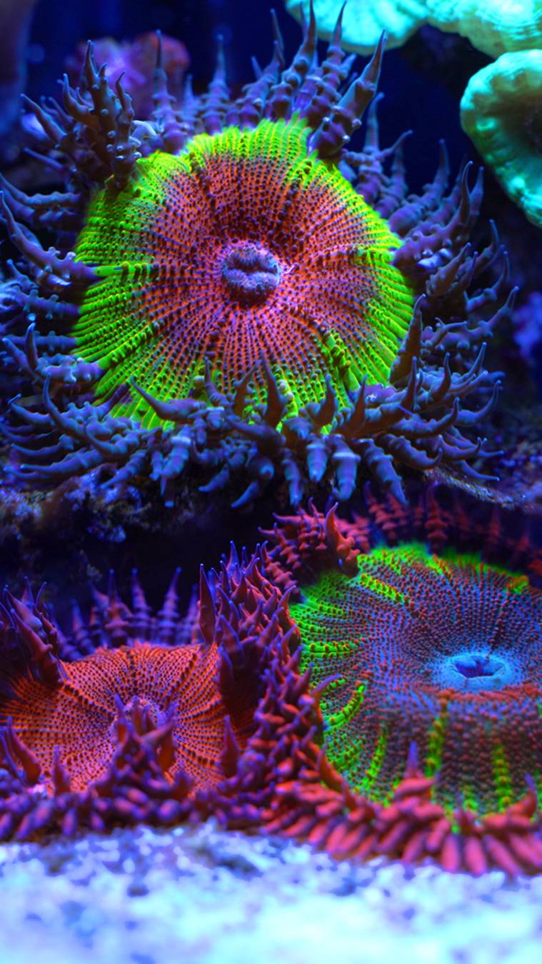 Рок анемоны в морском аквариуме | Rock Flower Anemone in marine aquarium