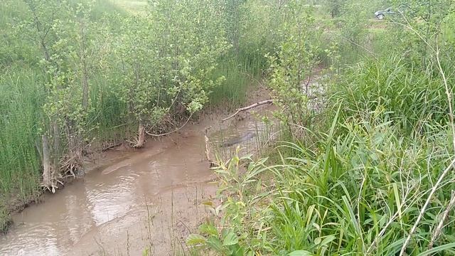 Охота на бобра. Бобр с близкого расстояния.