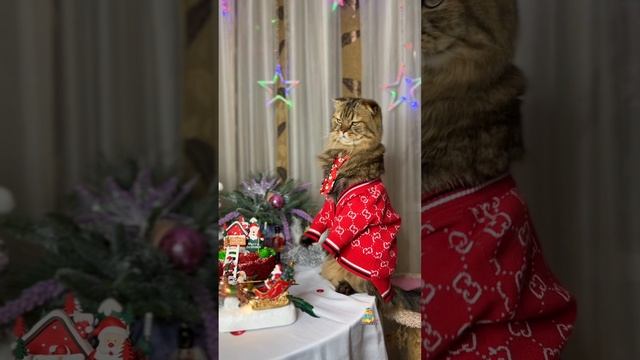С Кошачьим Новым годом!🎄😻 #котики #новыйгод #кошки