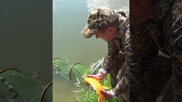 Поймал и отпустил золотую рыбку