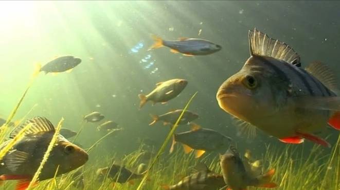 ПОДВОДНАЯ СЪЕМКА ОКУНЕЙ НА МЕЛКОВОДЬЕ. САМЫЕ ЛЮБОПЫТНЫЕ РЫБЫ.