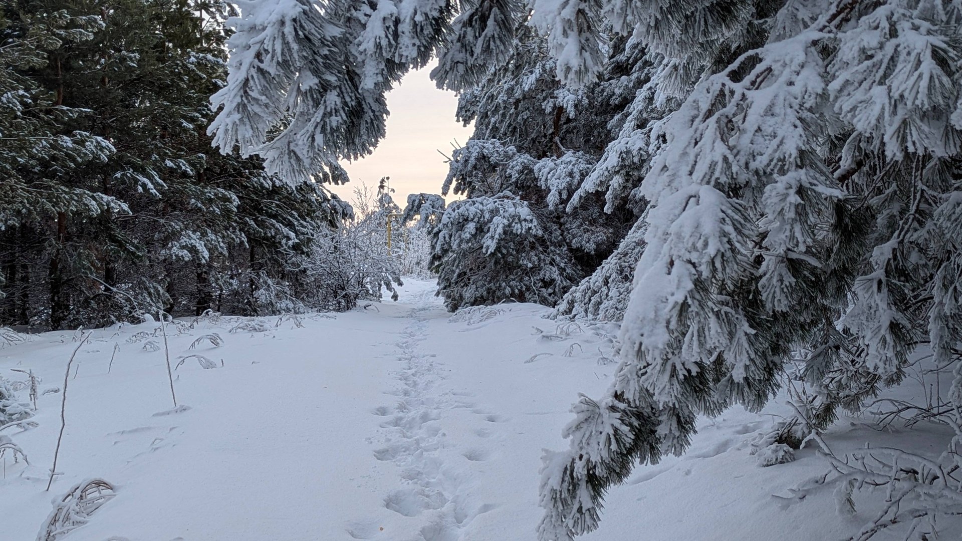 Новогодняя прогулка по Кумысной поляне