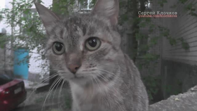 Бриллиантовая рука коты озвучка