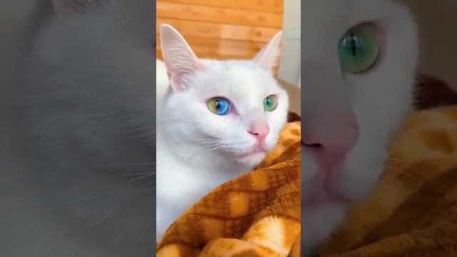 секторальная гетерохромия