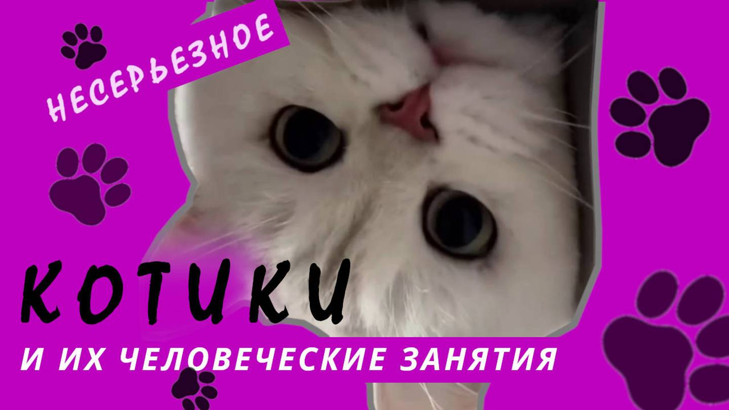Истории про милых котиков и их человеческие занятия.